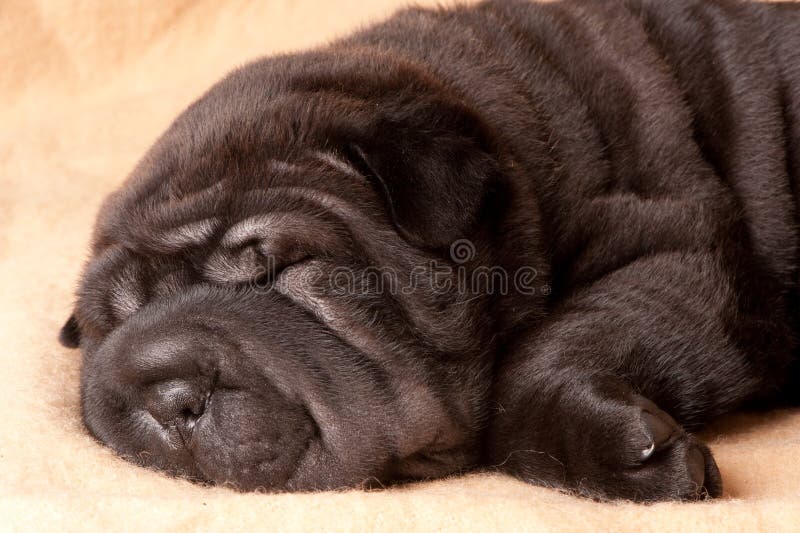 Dog sharpey stock image. Image of sleeping, mammal, sharpei - 20088987