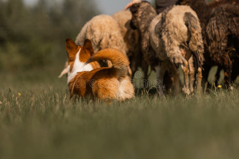 Dog and sheep stock photo. Image of animal, mammal, grazing - 273073394