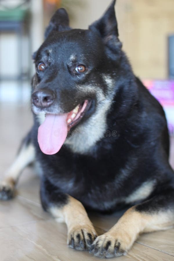 Dog shepherd mix 5882 stock image. Image of australian - 170255319