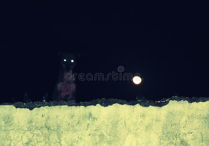 Shining eyes stock photo. Image of black, cosmetic, young - 283940