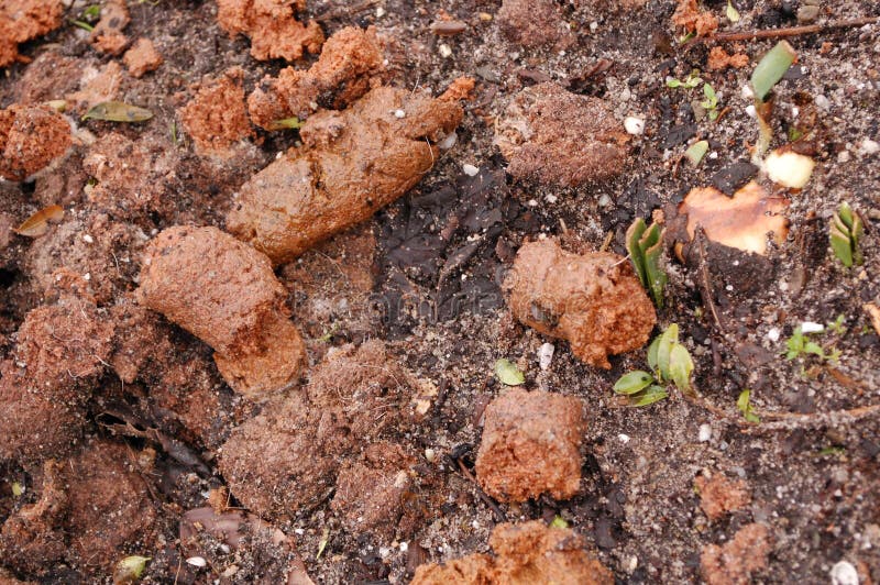Dog shit stock image. Image of dirt, shit, poop, stinky - 13184247