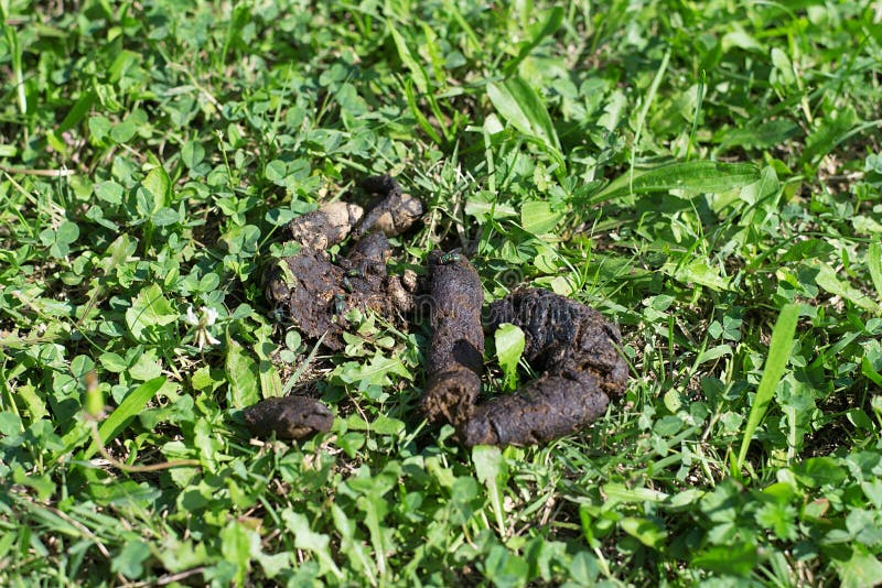 Dog Shit and Fly in Green Grass Stock Image - Image of soil, repulsive ...