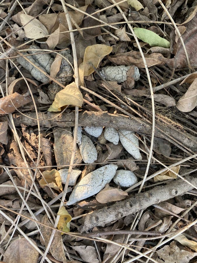 Dog shit on the ground stock image. Image of dirt, autumn - 215208811