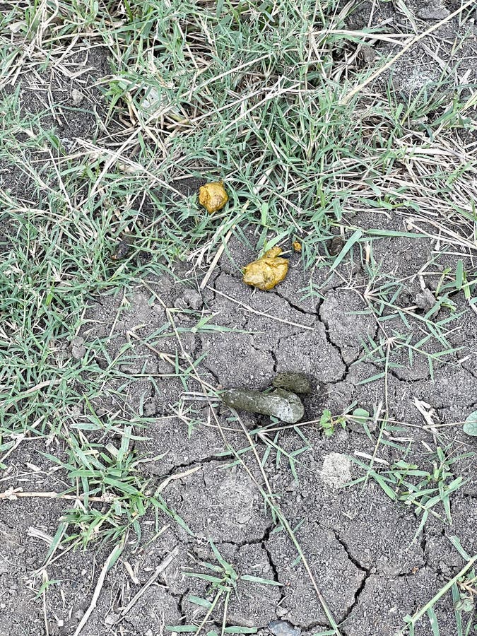 Dog shit on the ground stock photo. Image of droppings - 252730486