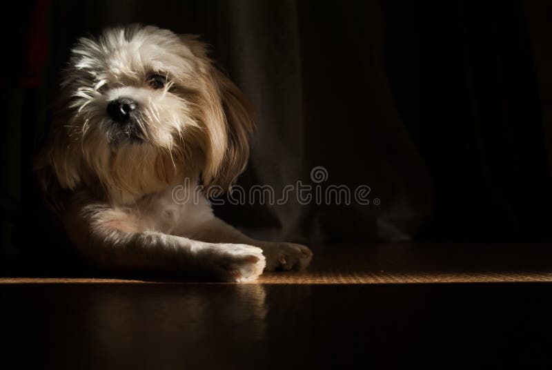 The dog shitsu stock photo. Image of nforged, housenbeauty - 100399812
