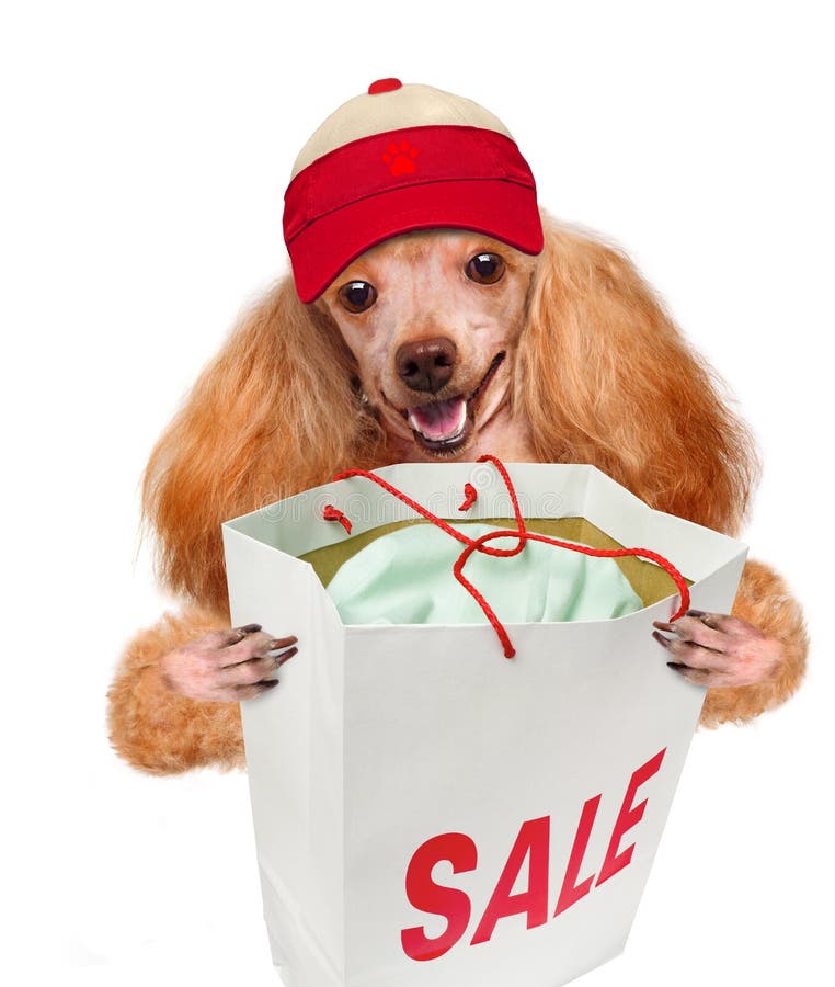 Dog shopping stock photo. Image of shopping, humour, humor - 8413612