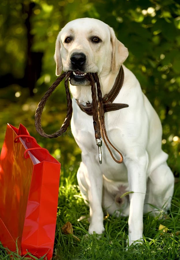 Dog and shopping bag stock image. Image of adorable, nature - 12027263