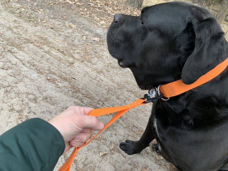 The Dog is on a Short Leash. the Man is Holding a Large Dog on a Leash ...