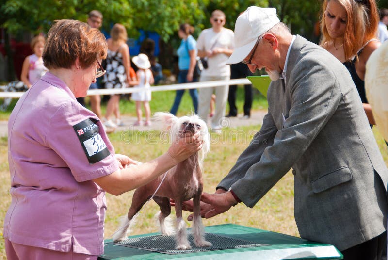 ANKC Pro Show Dog Handler Exhibitor Having Fun with His Airedale ...