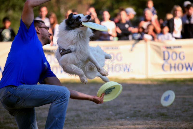 Dog show editorial stock image. Image of sport, action - 27009294