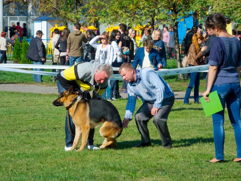 Dog show editorial stock photo. Image of companion, effort - 27380798