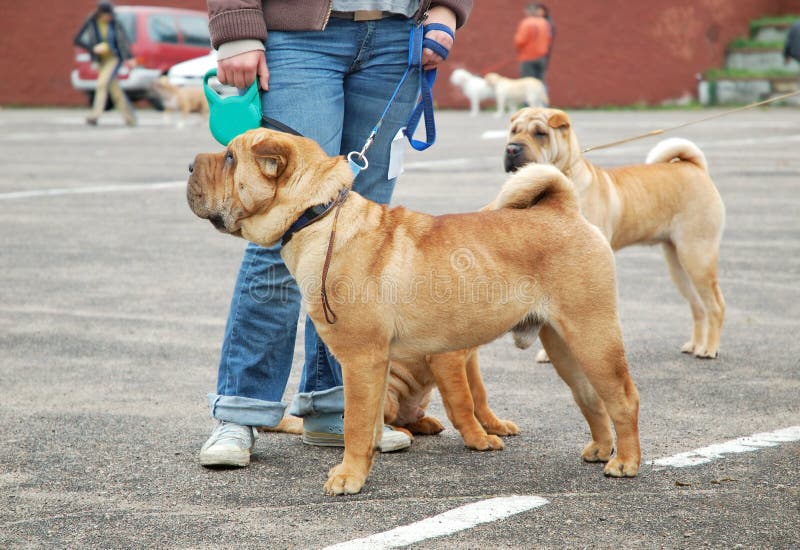 Dog show stock image. Image of control, activity, candid - 7683029