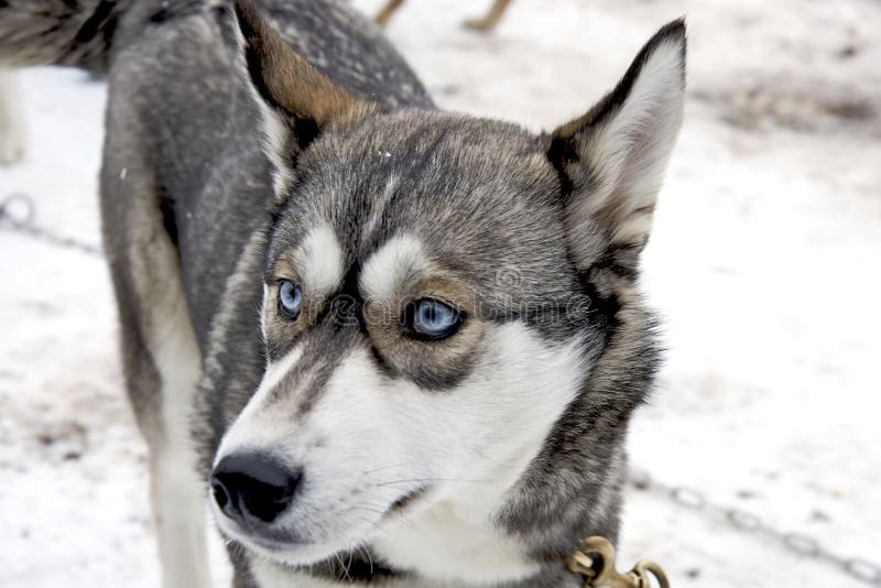 Dog in the Show. Husky stock photo. Image of wintry, shepherd - 12933392