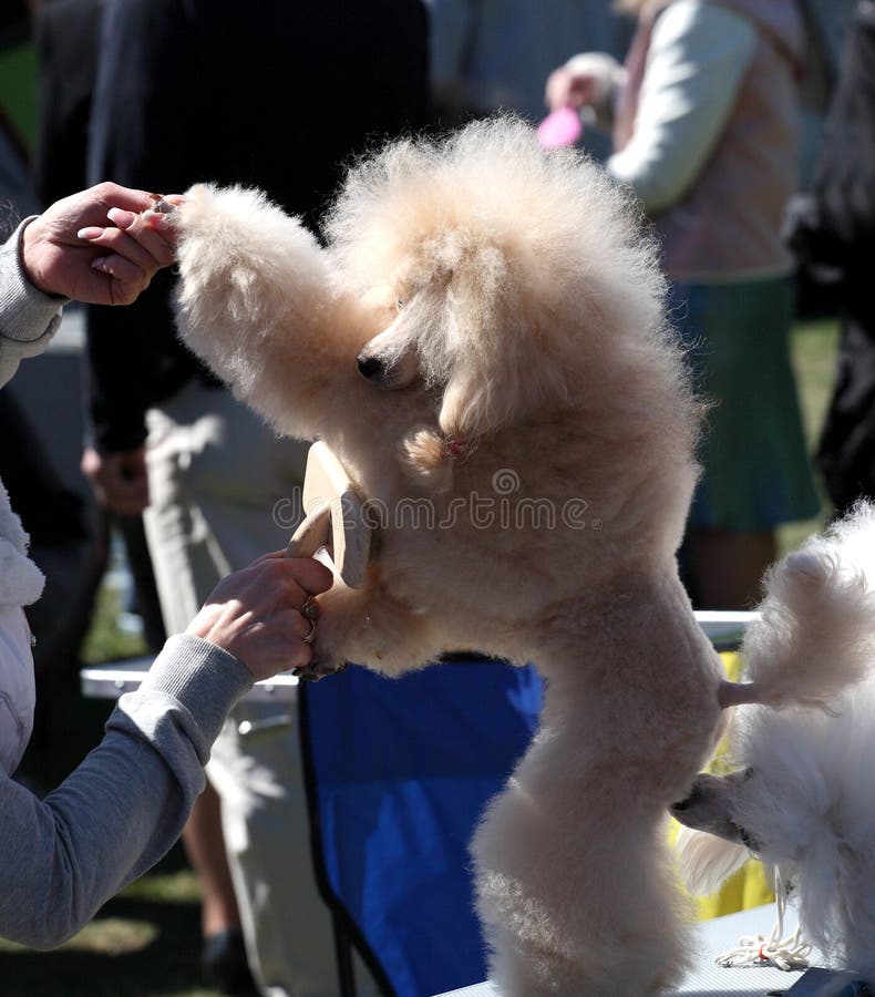 Funny ANKC Exhibitor Handler Has To Carry Australian Shepherd As Show ...