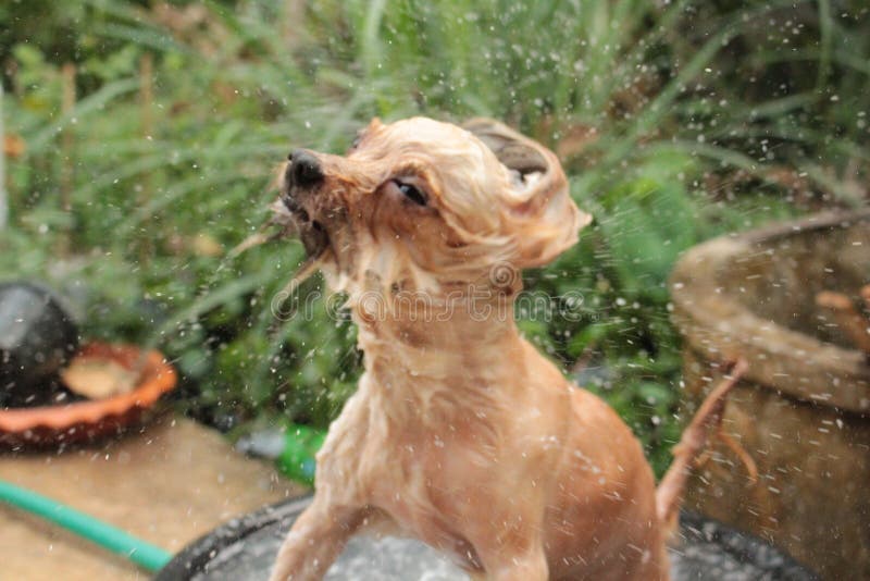 A dog shower stock image. Image of puppy, funny, looking - 79630711