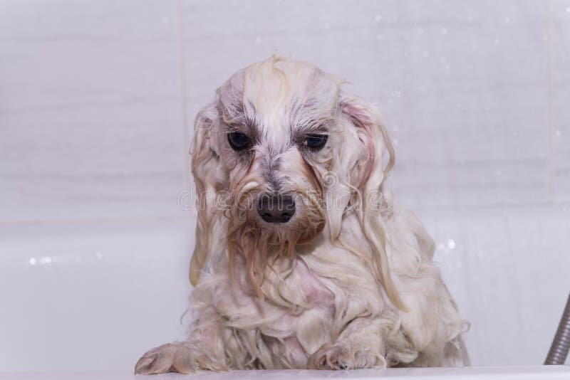 Dog in the shower. stock photo. Image of fresh, home - 56883586