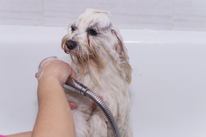 Dog in the shower. stock photo. Image of falling, douche - 56883934