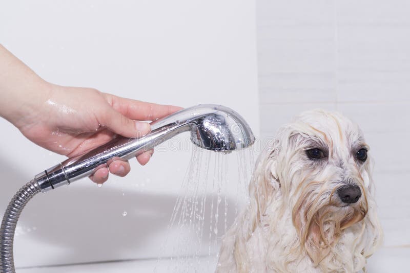 Dog in the shower. stock photo. Image of soap, artichoke - 56887362