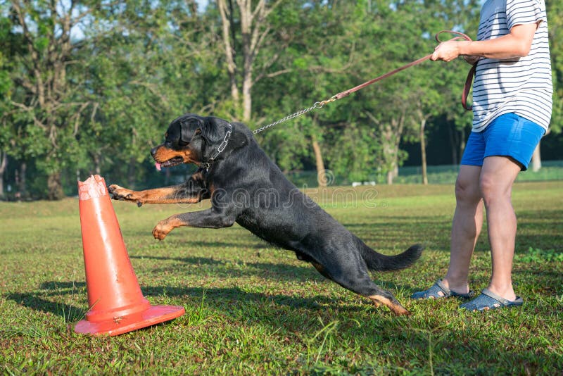Dog Showing Excitement and Aggression Stock Photo - Image of behaviour ...