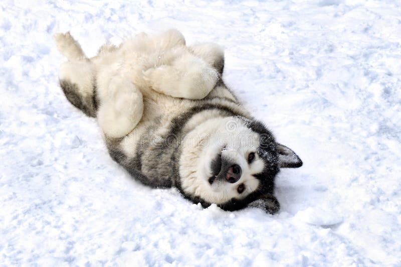 131 Back Husky Head Stock Photos - Free & Royalty-Free Stock Photos ...