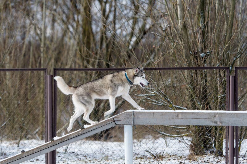 The Dog Siberian Husky and Obedience Training in Winter Stock Image ...