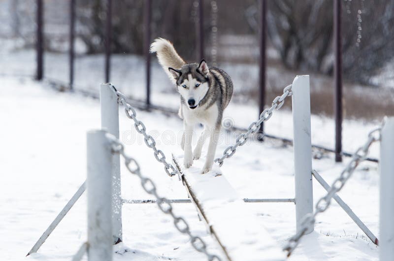 The Dog Siberian Husky and Obedience Training in Winter Stock Image ...
