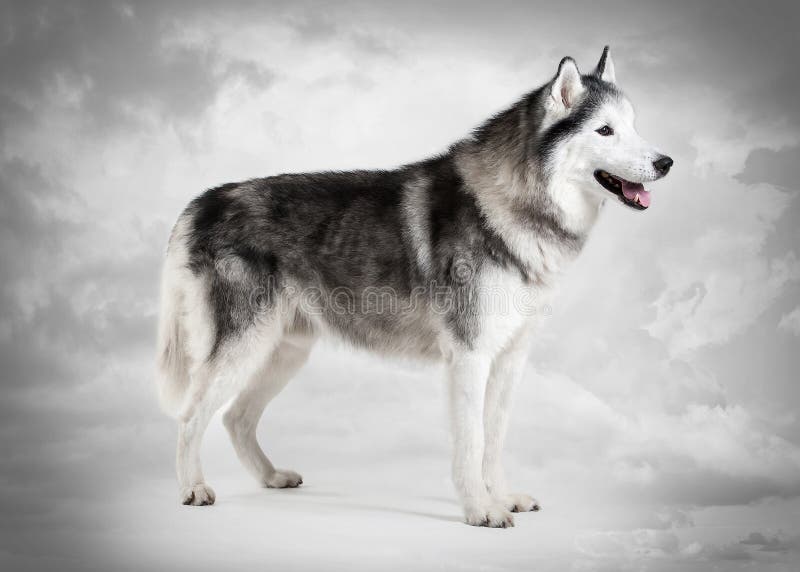 394 Husky Texture Stock Photos - Free & Royalty-Free Stock Photos from ...