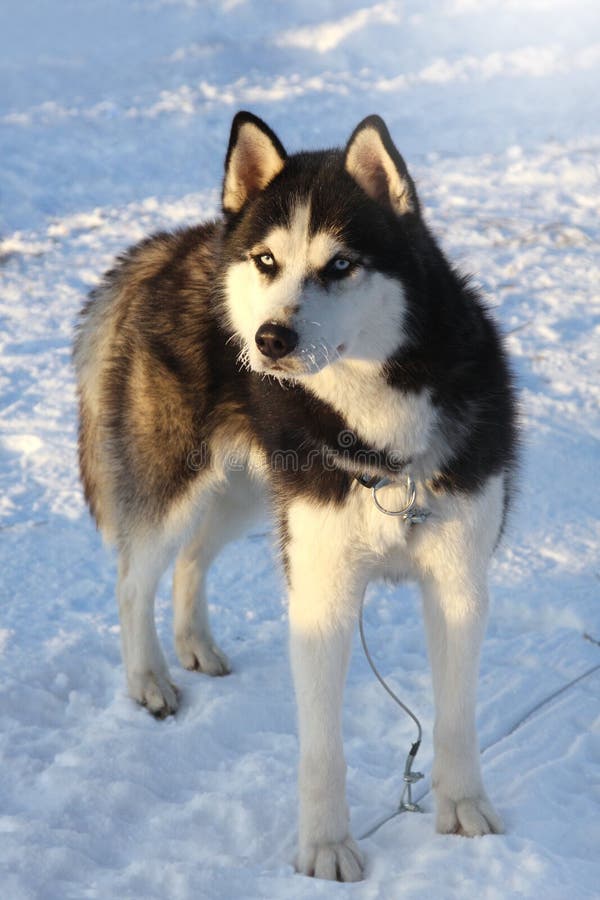 Dog siberian husky on snow stock image. Image of housedog - 38728727