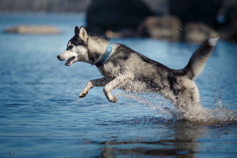 Dog Siberian Husky walking stock image. Image of jumping - 71115385
