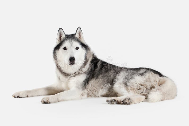 Dog. Siberian Husky on White Background Stock Photo - Image of breeder ...