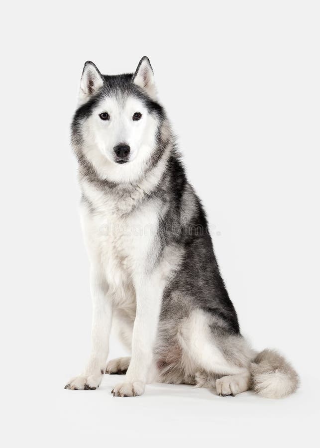 Dog. Siberian Husky on White Background Stock Photo - Image of animal ...