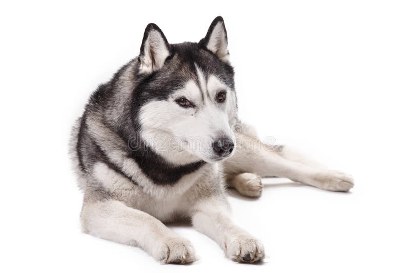 Dog Siberian Husky on a White Background Stock Image - Image of away ...