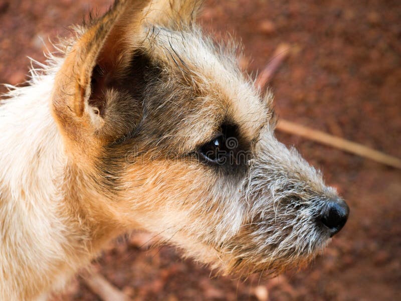 Dog side face portrait stock image. Image of looking - 83666273