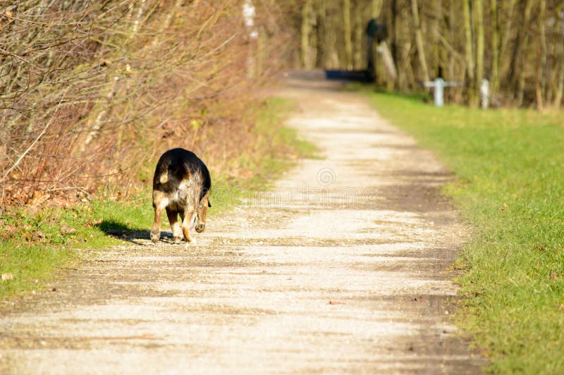 Dog on the side of a path stock image. Image of cute - 84179793