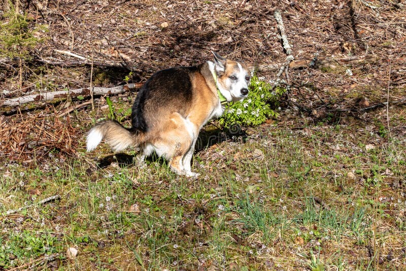 Dog from the Side Pooping in the Forest Stock Photo - Image of collect ...