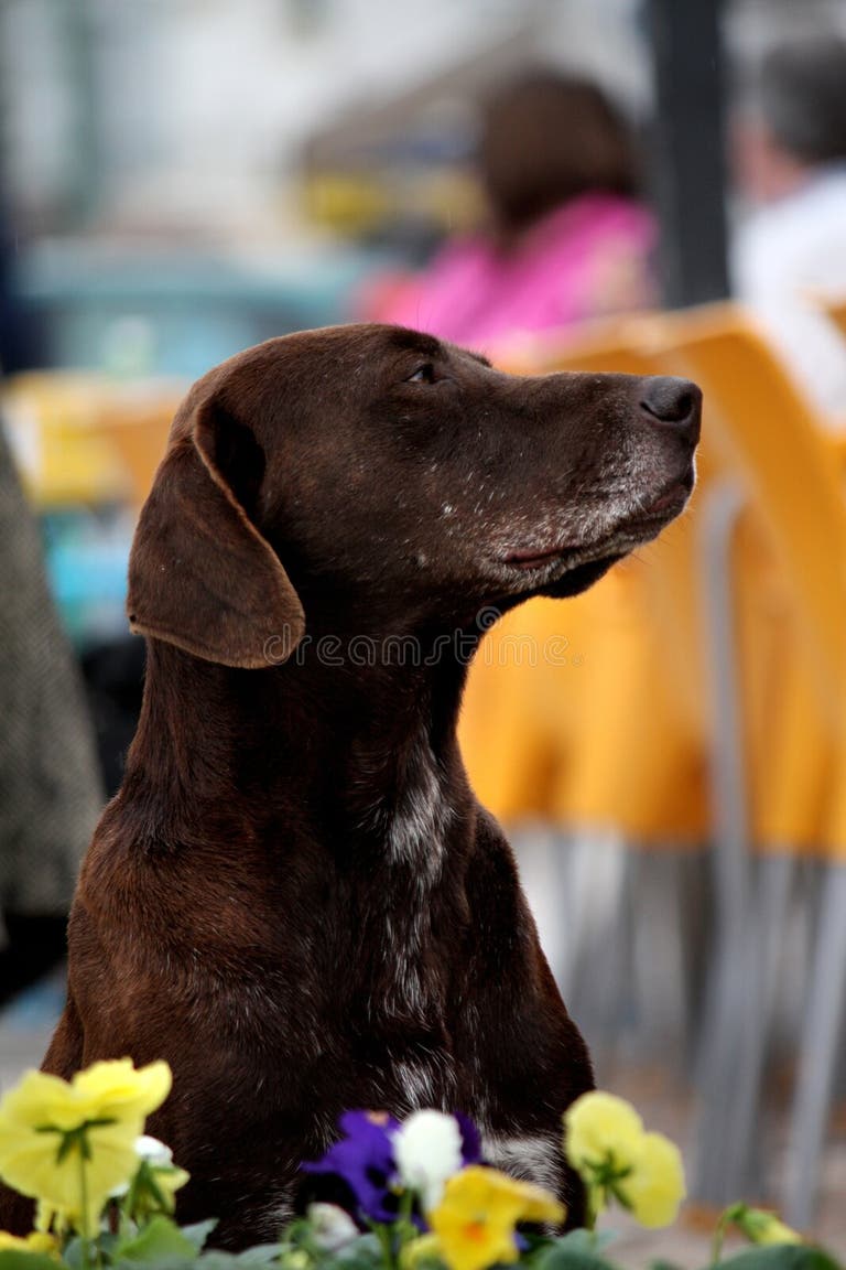 51,149 Dog Side Android Stock Photos - Free & Royalty-Free Stock Photos ...