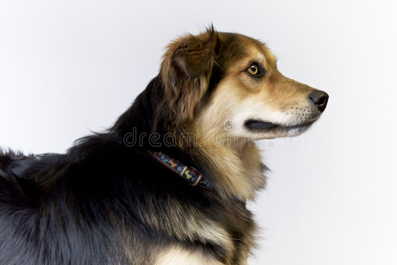 Dog side profile stock photo. Image of shepherd, white - 14467210