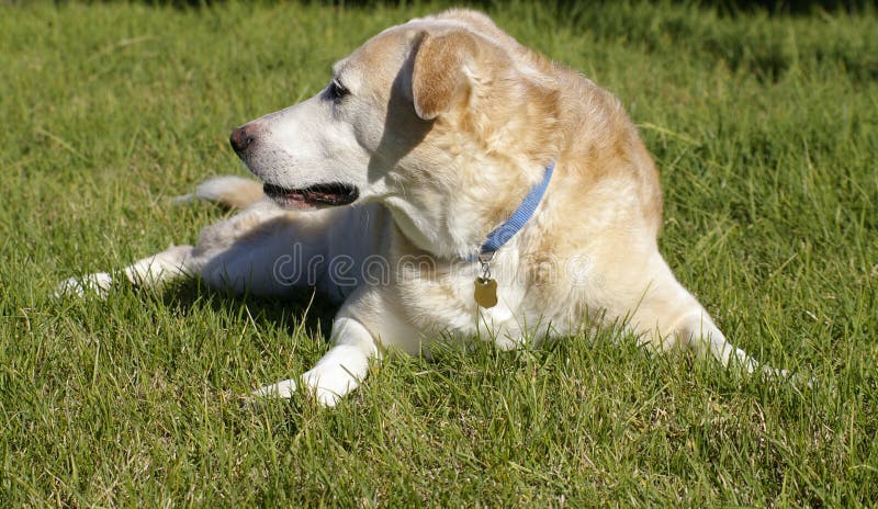 Dog Side Profile stock photo. Image of friend, blonde - 4510084