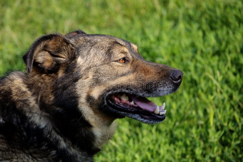 Dog side view stock image. Image of field, grass, happy - 32807089