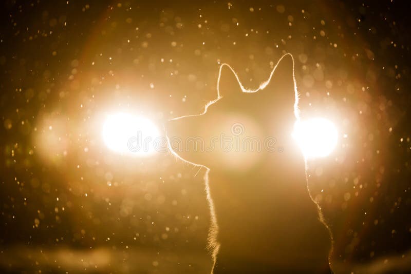 Dog Silhouette in the Headlights Stock Photo - Image of bokeh, outdoors ...