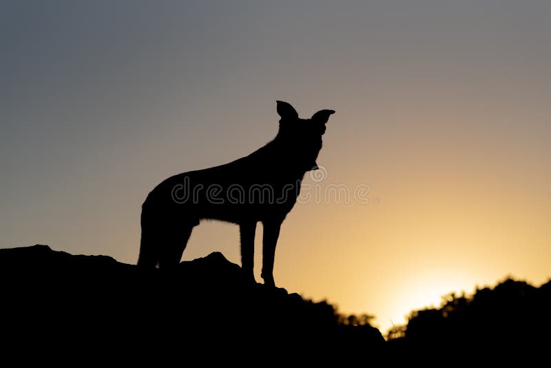 Dog Silhouette Over Sunset Sky Stock Photo - Image of silhouette ...