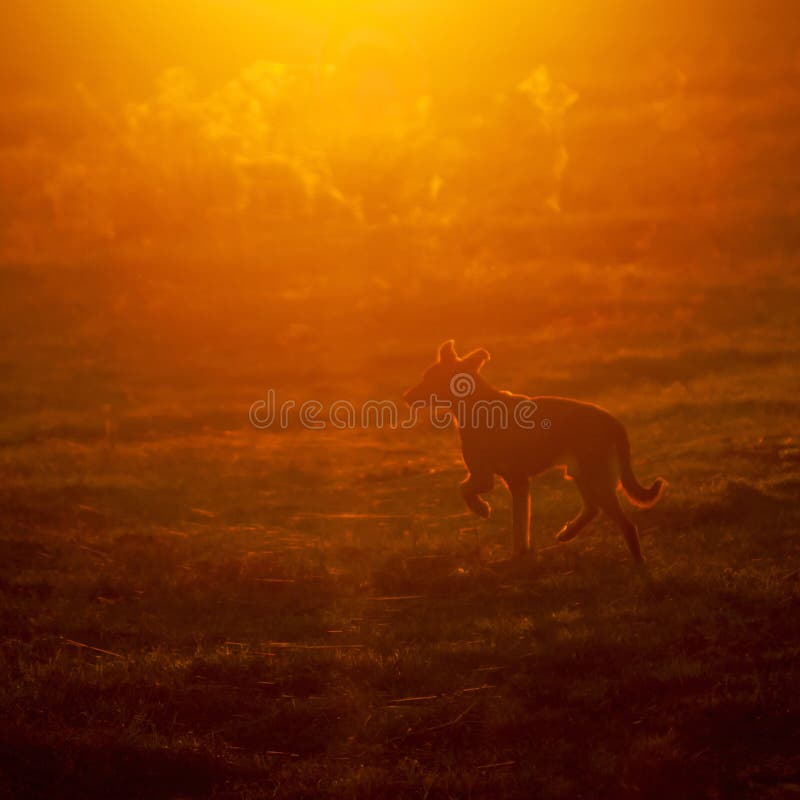 Dog Silhouette in the Sunset Stock Image - Image of sunset, hound: 76402549