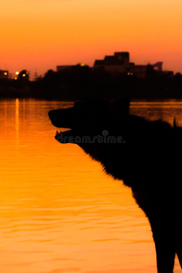 Dog silhouette in sunset stock image. Image of animal - 105218781