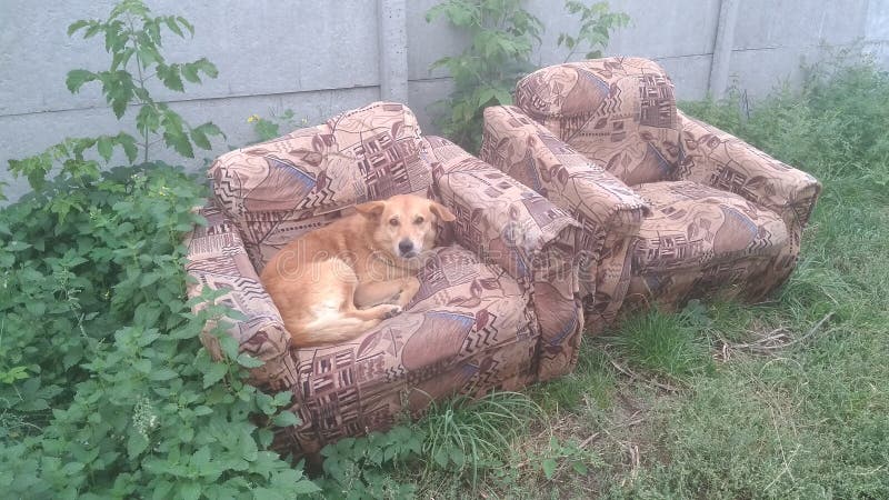 Dog sit on the chear stock photo. Image of siting, chear - 130200760