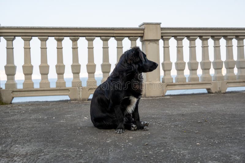 A Dog Sits on a Balcony in Front of the Railing Stock Image - Image of ...
