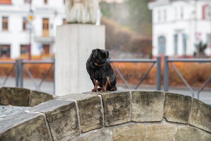 A Dog Sits on a Bridge in the City Stock Image - Image of adorable ...