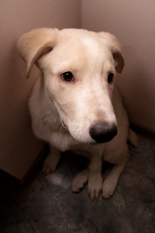 Dog sits in a corner stock image. Image of cute, puppy - 12876285