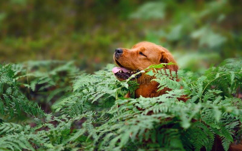 The Dog Sits among the Ferns in the Forest and Enjoys the Fresh Air ...