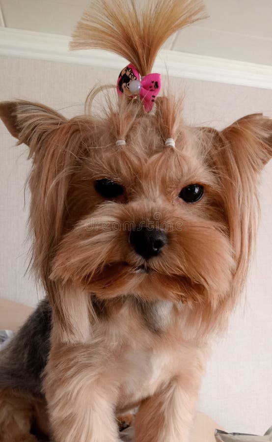 The Dog Sits with His Tails Up Stock Photo - Image of animal, mammal ...