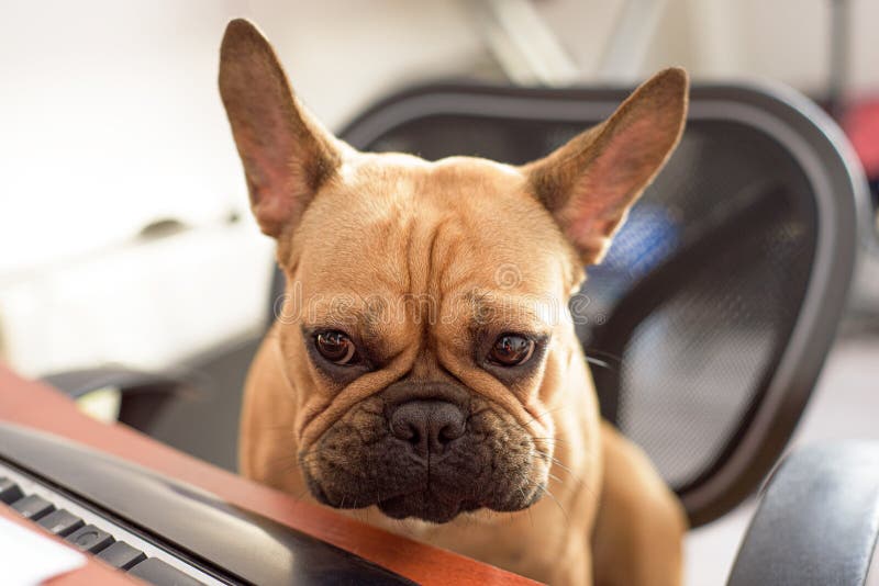 A Dog Sits on an Office Chair and Works on Computer Stock Photo - Image ...